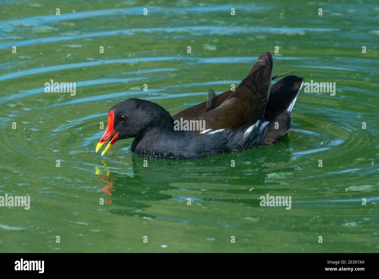 A common moorhen (Gallinula chloropus), also known as the waterhen or ...
