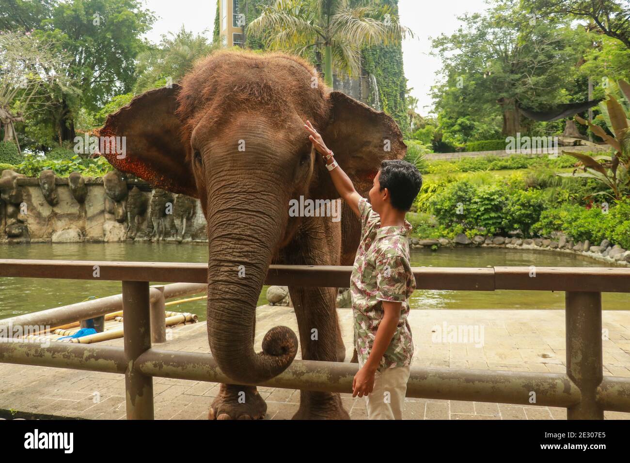 Face to face. Young traveler with friendly elephant in tropical ...