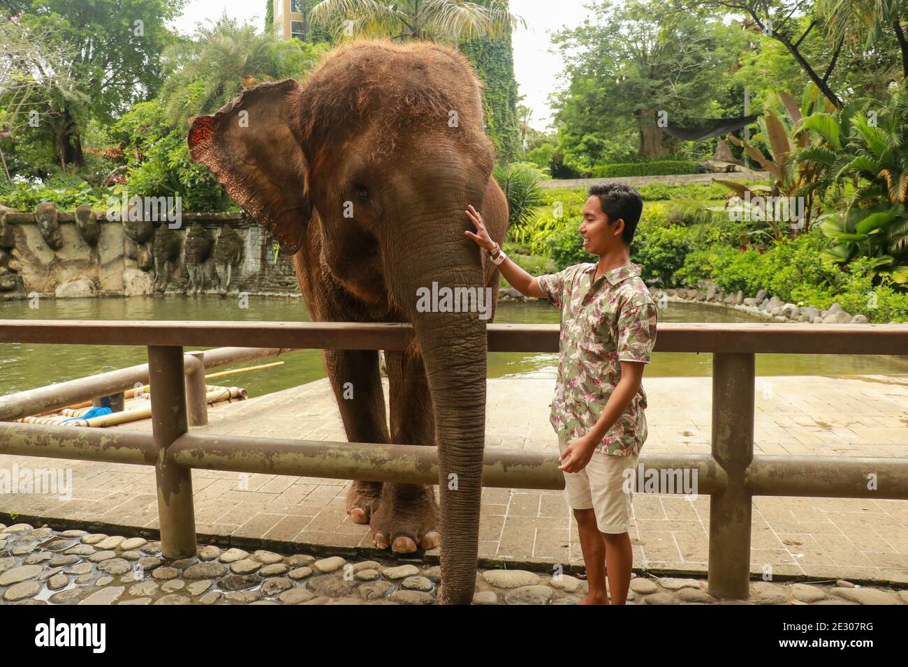 Tourist is enjoying with the elephants in the ZOO park Stock Photo - Alamy
