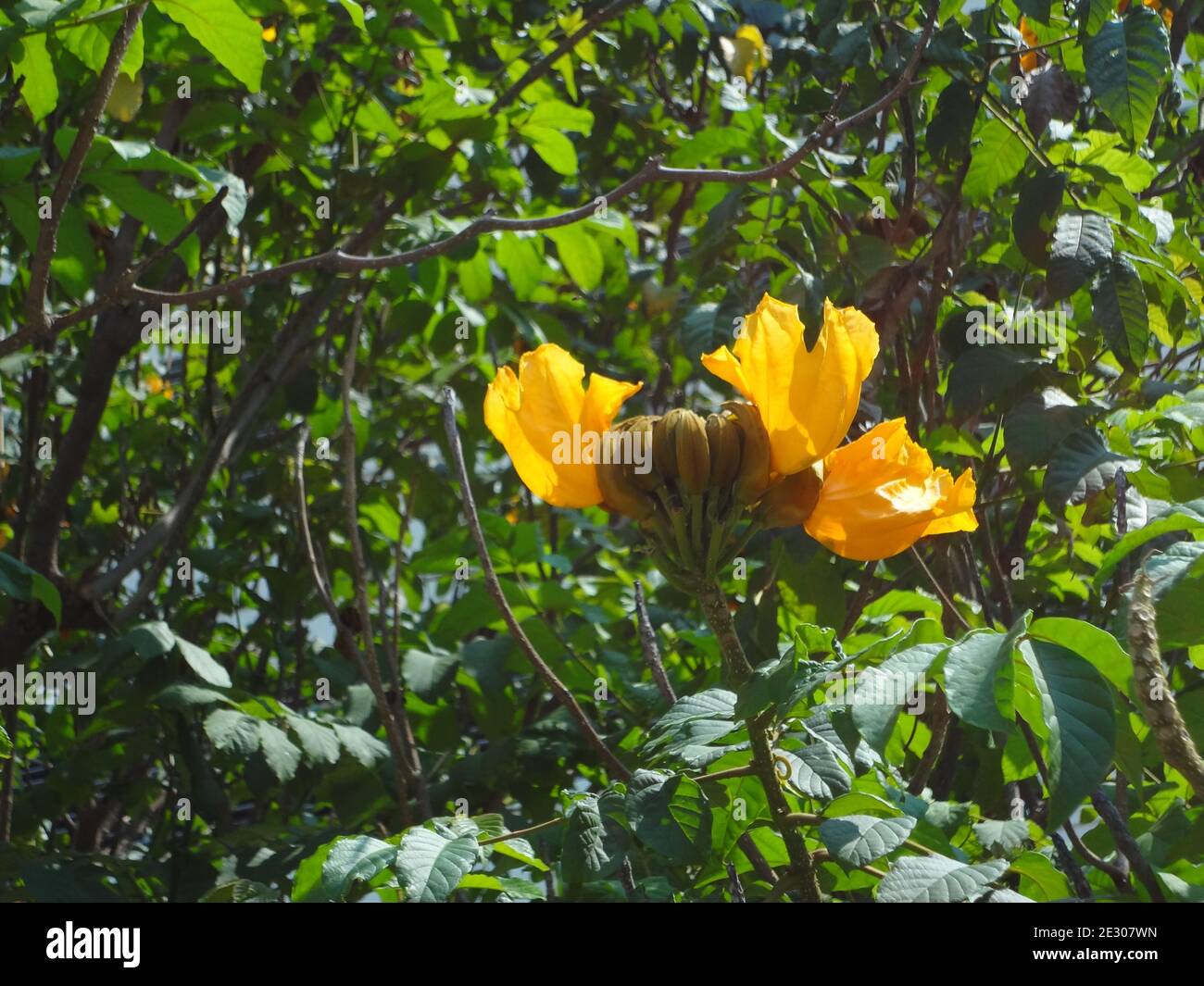 The African Tulip Tree, Fire Bell Fountain Tree or Spathodea ...