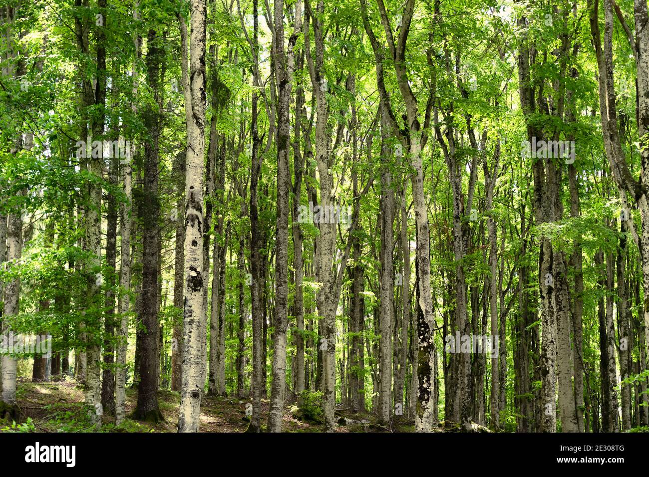 Beech forest in the summer season. Tall, straight trunks and shading ...