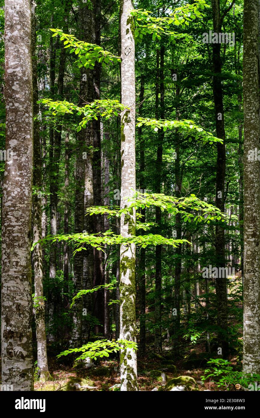 Trunk of beech tree illuminated by the sun and surrounded by the shade ...