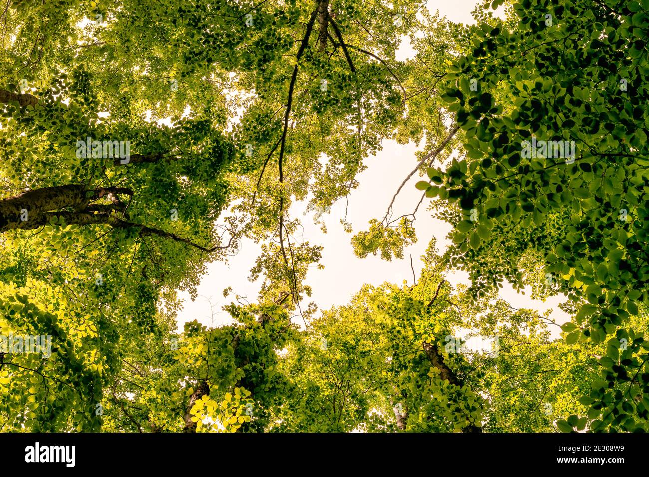 Crossed leaves hi-res stock photography and images - Alamy