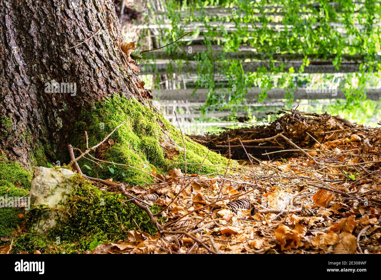 Beech forest in summer. Tall, straight trunks in a strange horizontal ...