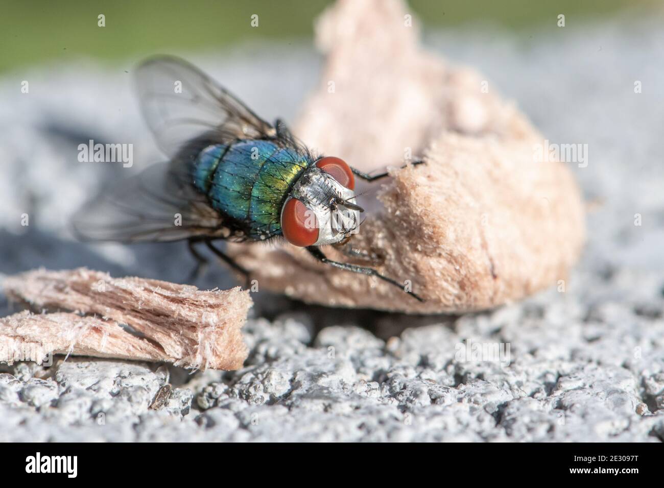 house fly in extreme close up sitting on piece dog food. Picture taken ...