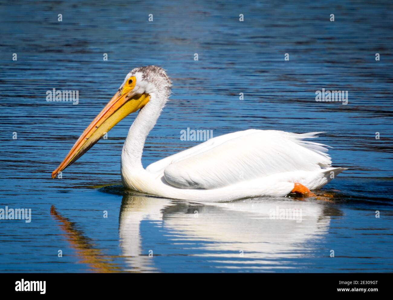 American white pelican great plains hi-res stock photography and images ...