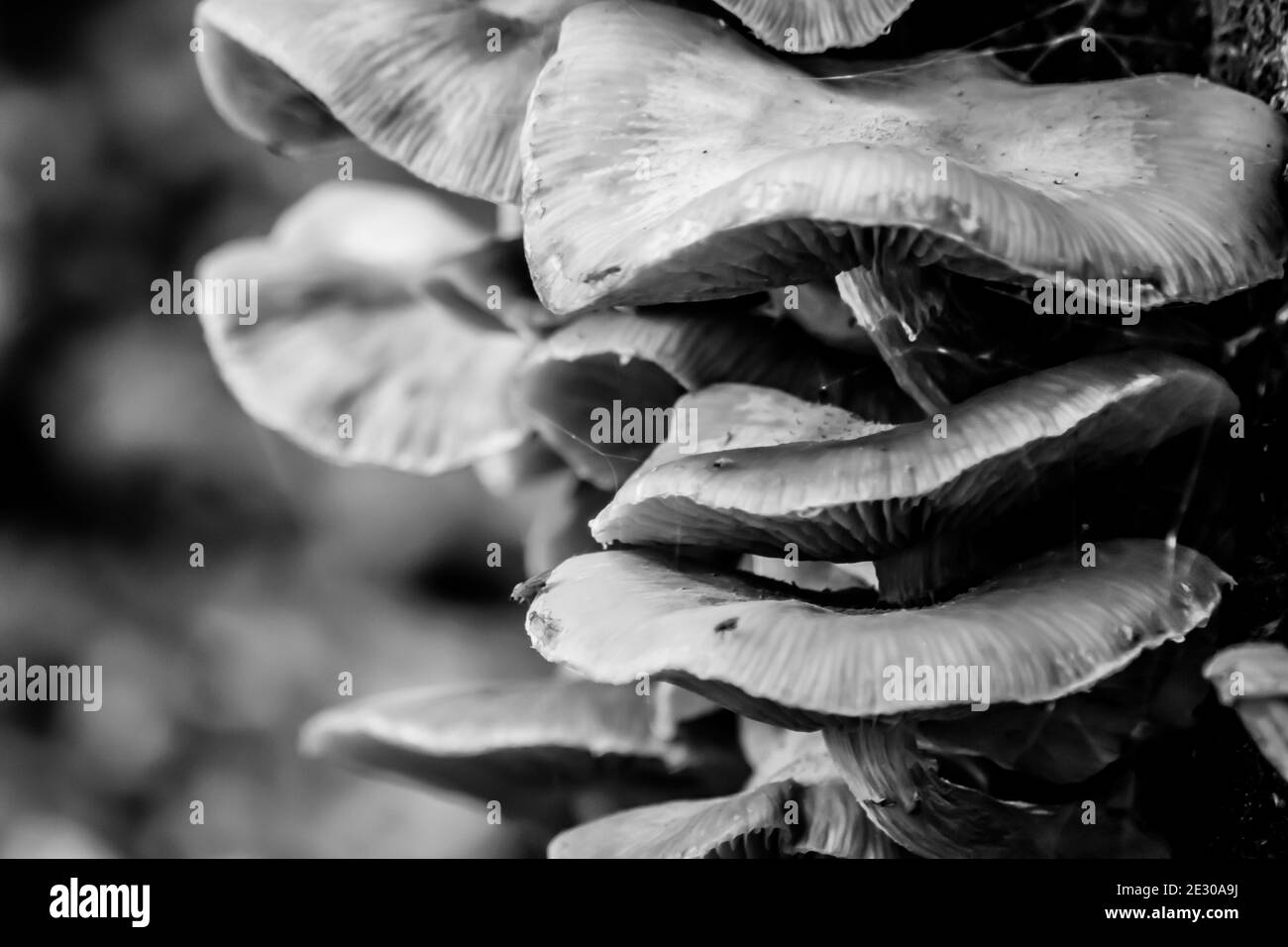 Autumn wild forest mushrooms Black and White Stock Photos & Images - Alamy