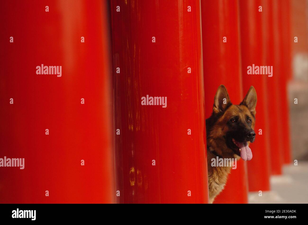 A dog behind red pillars of the Imperial Palace high quality photo ...