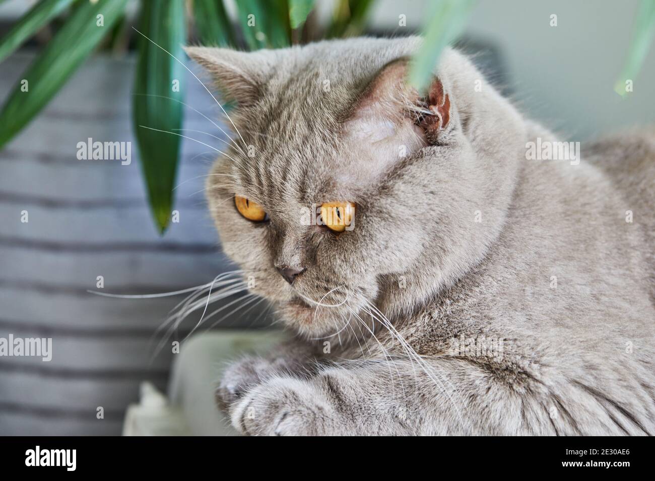 Close-up of a purebred British cat of gray color Stock Photo - Alamy