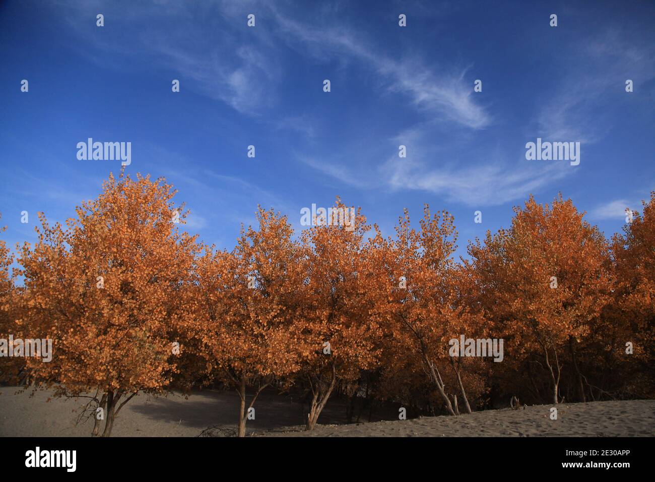 Populus euphratica tree hi-res stock photography and images - Alamy
