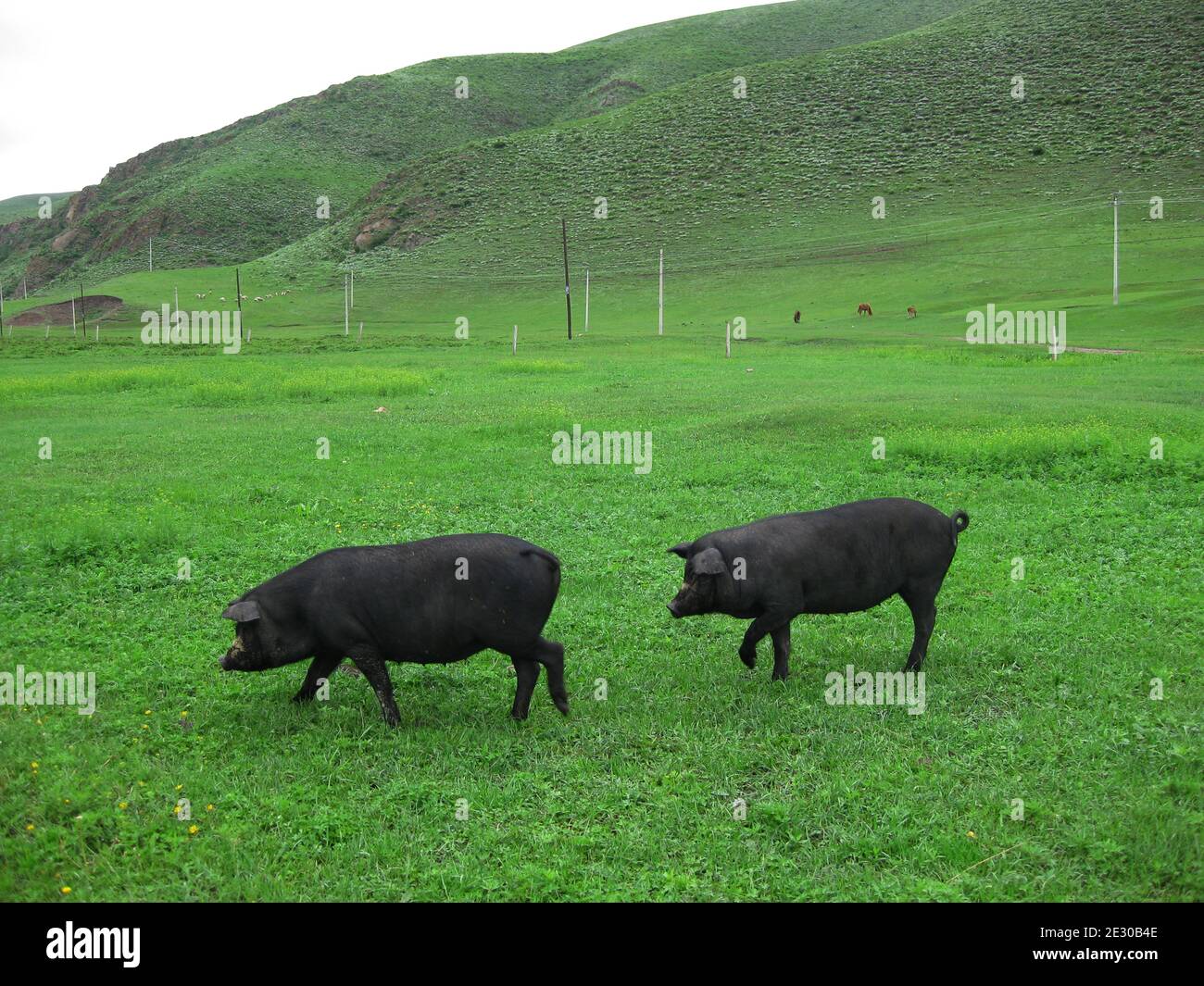 Field full of pigs hi-res stock photography and images - Alamy