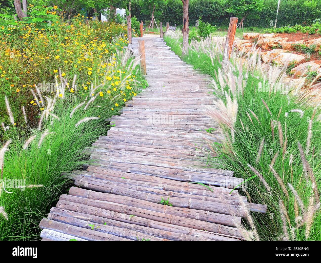 Wooden walkway bridge Surrounded by grass Stock Photo - Alamy