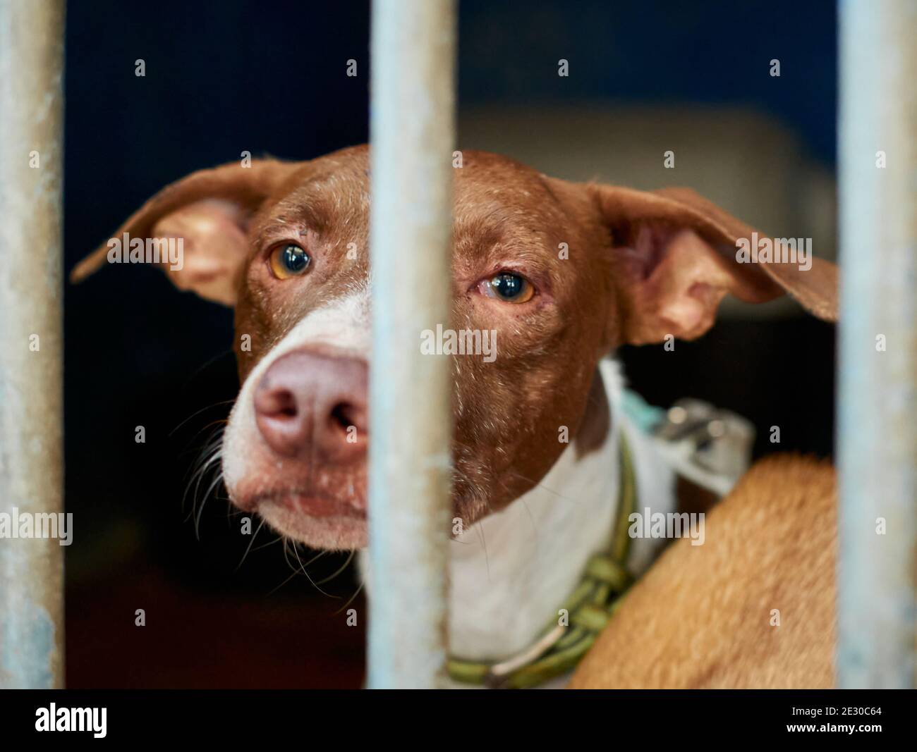 Shot of a sad brown homeless dog behind a metal fence in a special ...