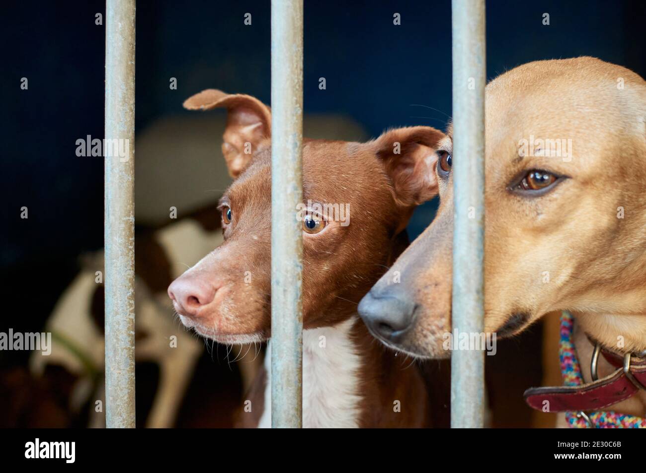Shot of sad brown homeless dogs in a special shelter Stock Photo - Alamy