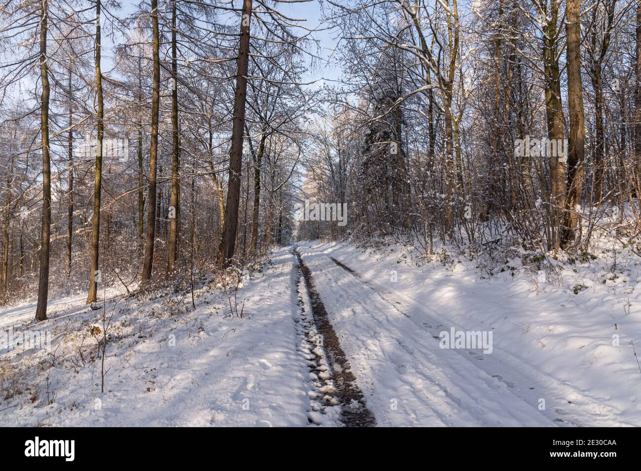 Snowy track through the woods Stock Photo - Alamy