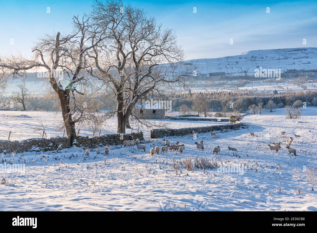Sheep lamb yorkshire trees hi-res stock photography and images - Alamy