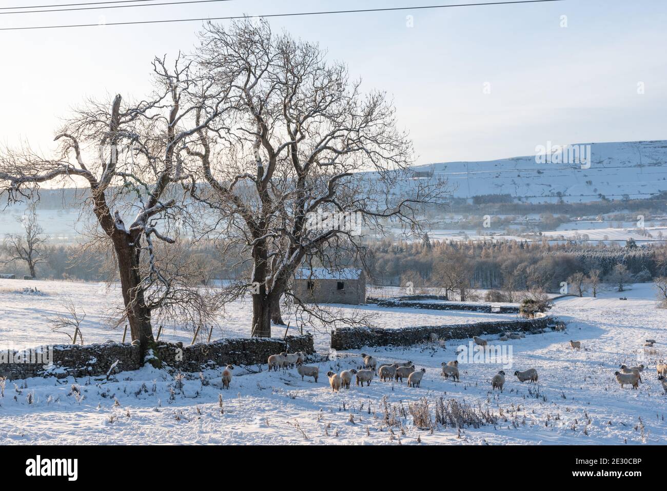 Winter trees and sheep Stock Photo - Alamy