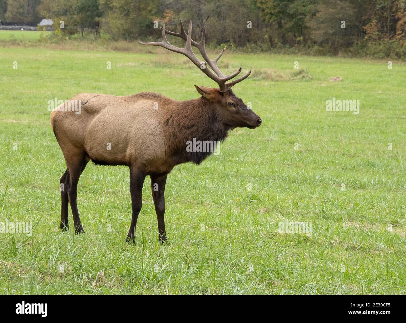 Elk alaska wildlife conservation hi-res stock photography and images ...