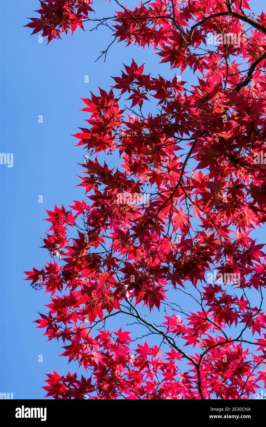 Colorful trees with beautiful red leaves foliage during the Momiji ...