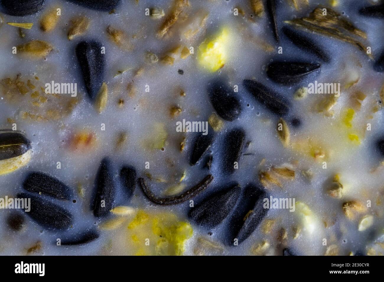 Lard cake for birds. Feeding the garden birds with a wild bird food ...