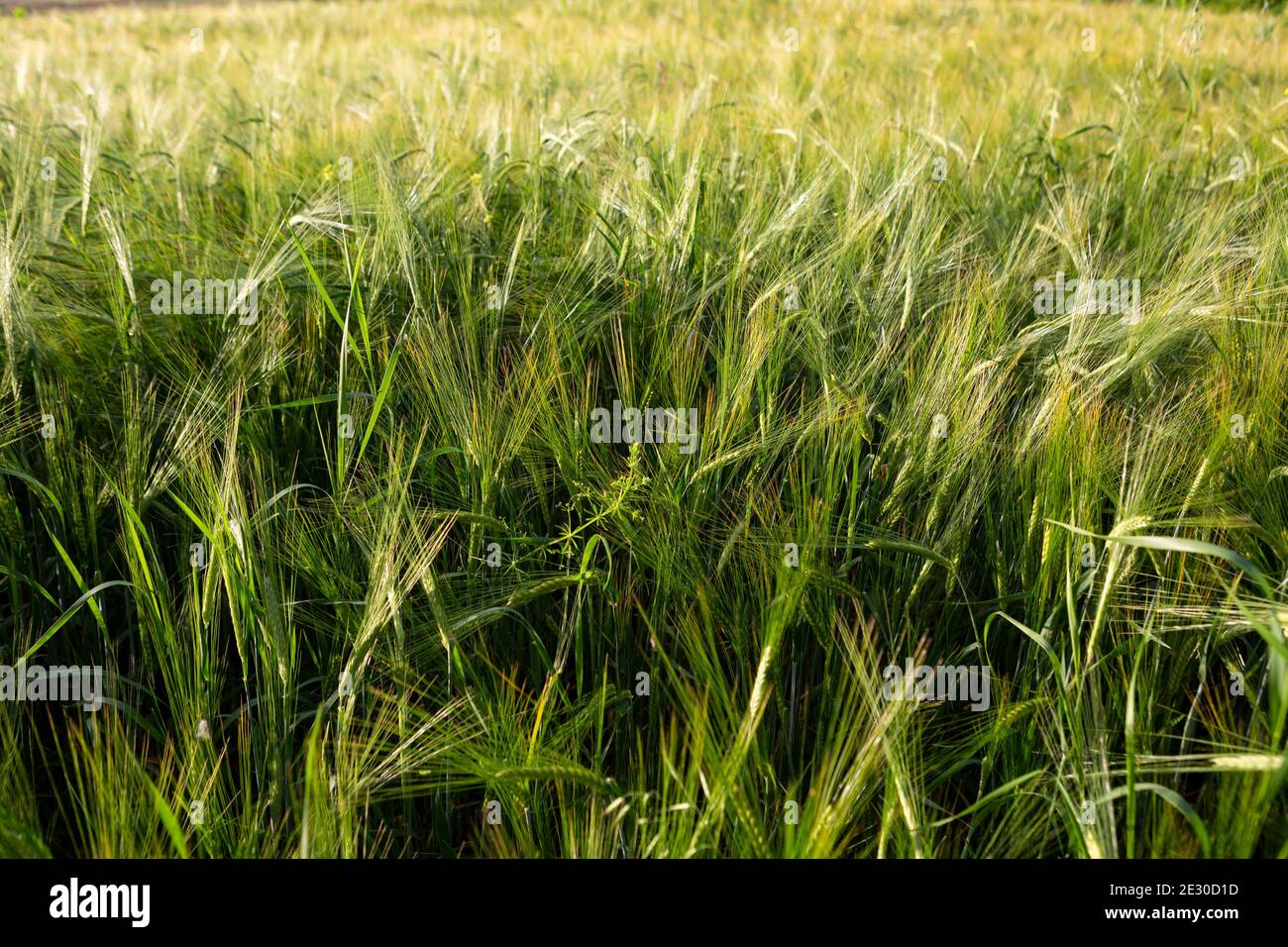 The rye green growing in the field, growth food Stock Photo - Alamy