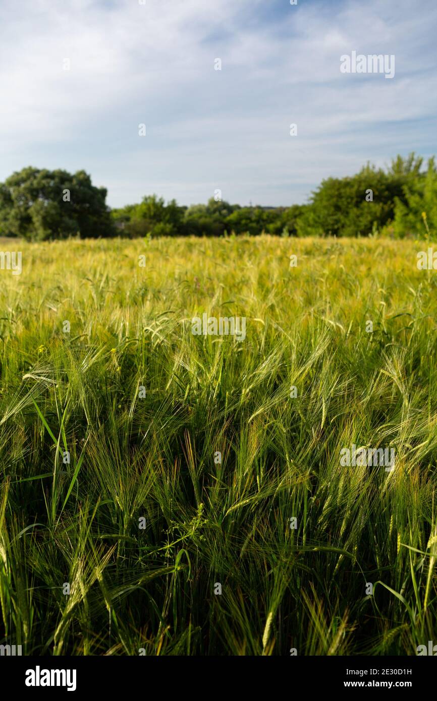 The rye green growing in the field and blue sky, growth food Stock ...