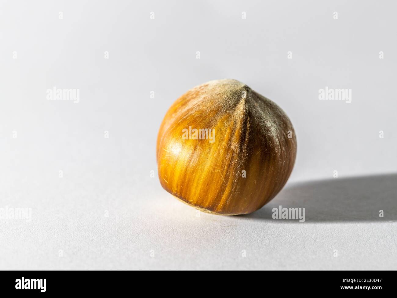 The humble Hazelnut in it's shell Stock Photo - Alamy