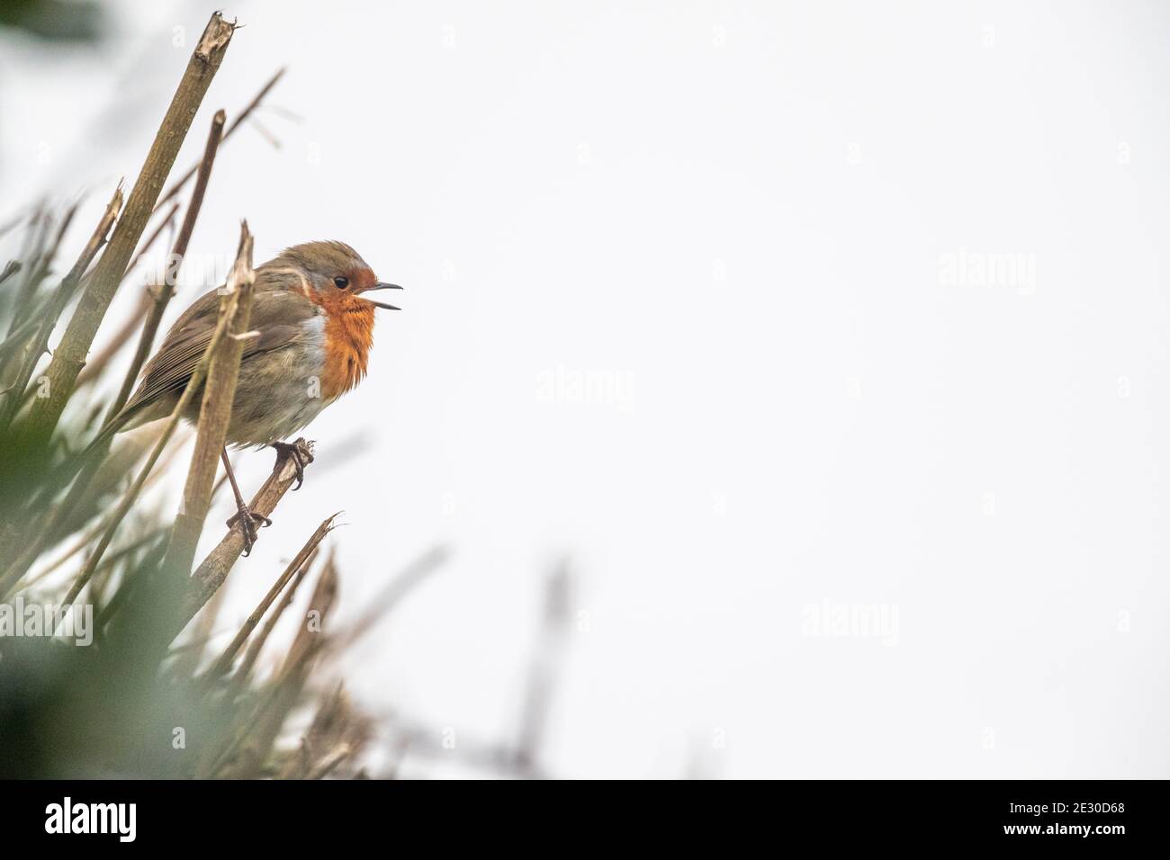 Robin redbreast rose hi-res stock photography and images - Alamy