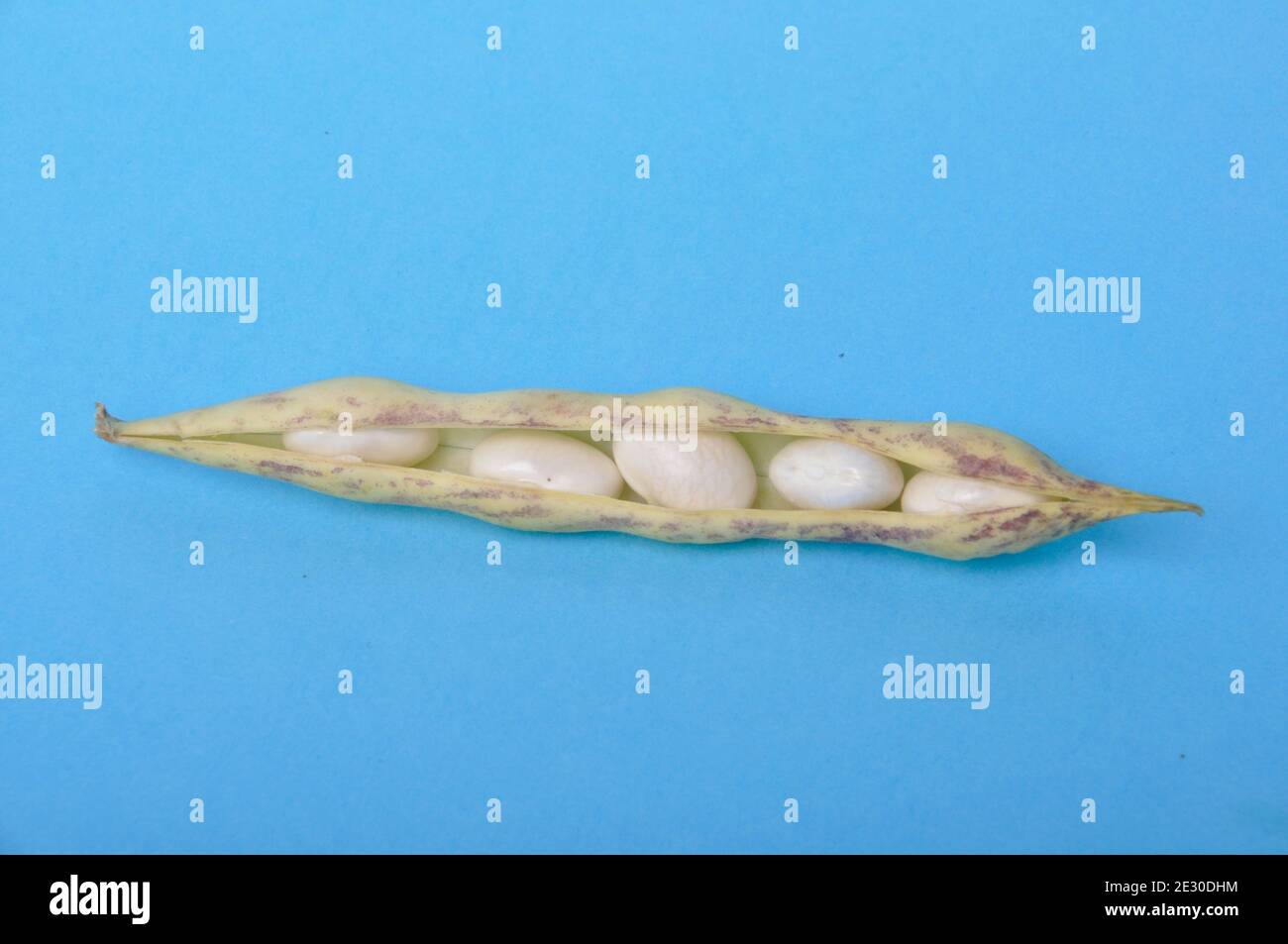 Coco paimpolais bean on a blue background Stock Photo - Alamy