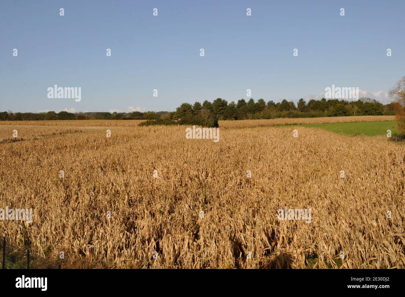 Corn field at fall in Brittany Stock Photo - Alamy