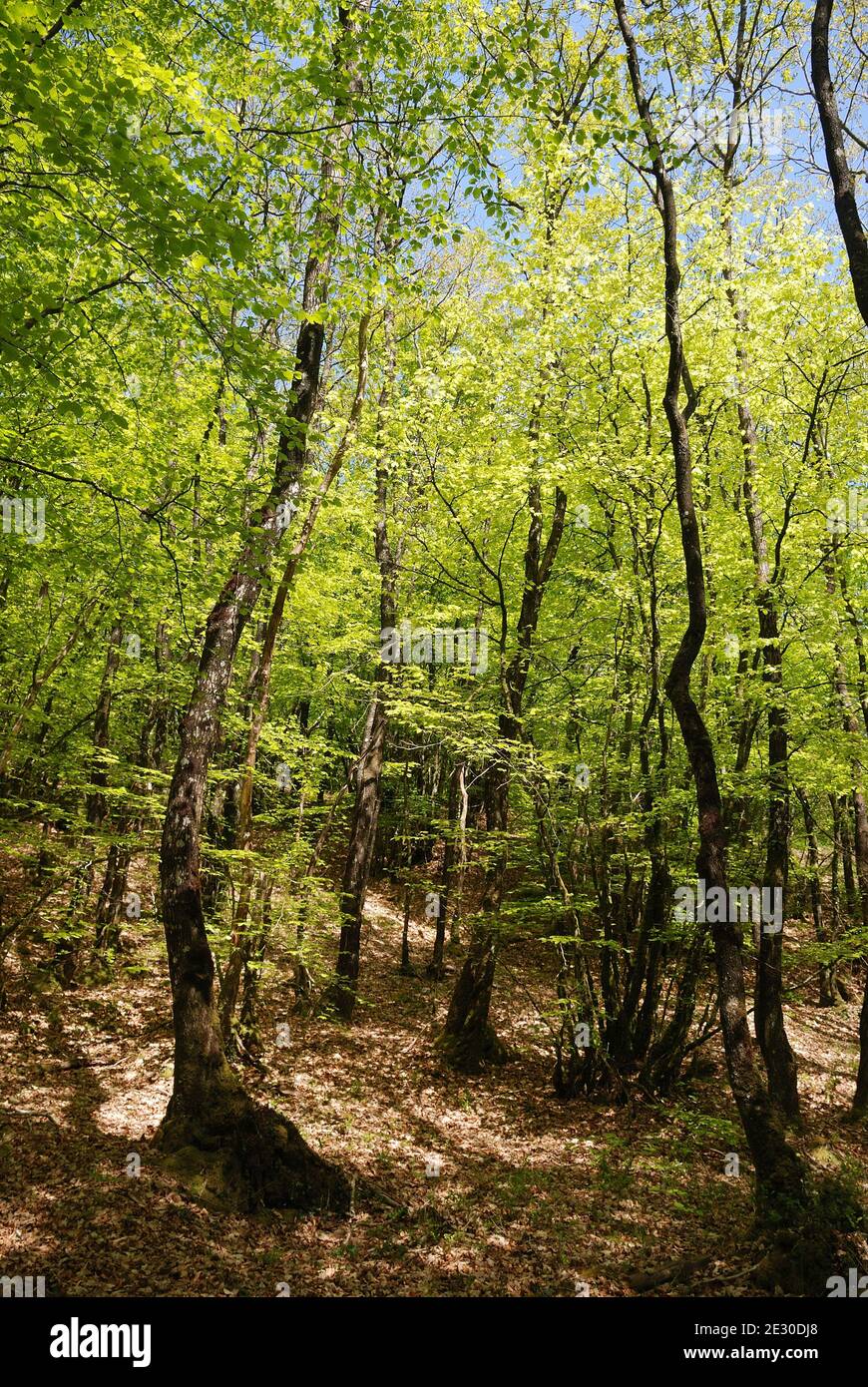 beeches in the forest in Brittany Stock Photo - Alamy