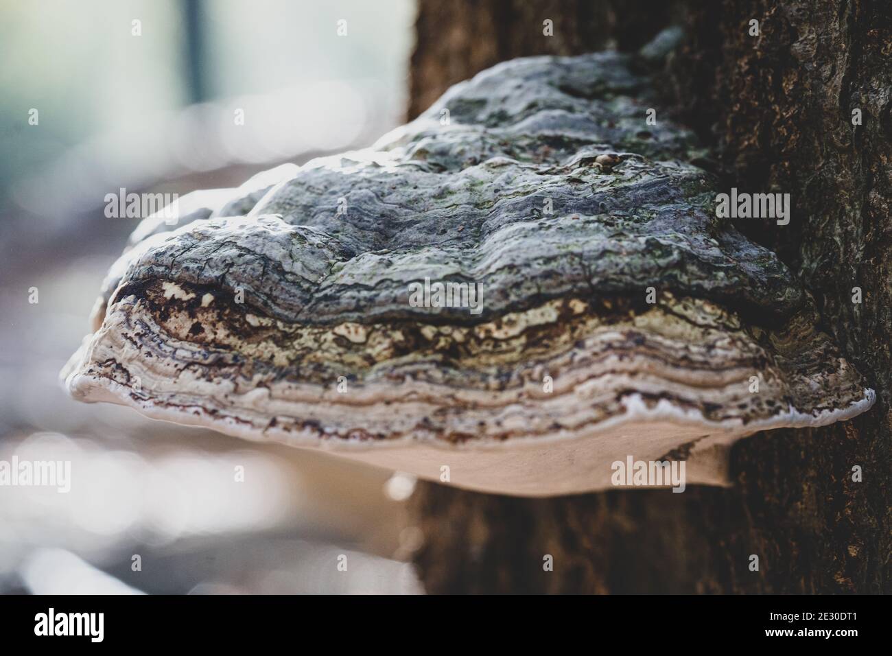 Large parasitic mushroom that grows on tree trunks, Fomes fomentarius. This mushroom is known by ...