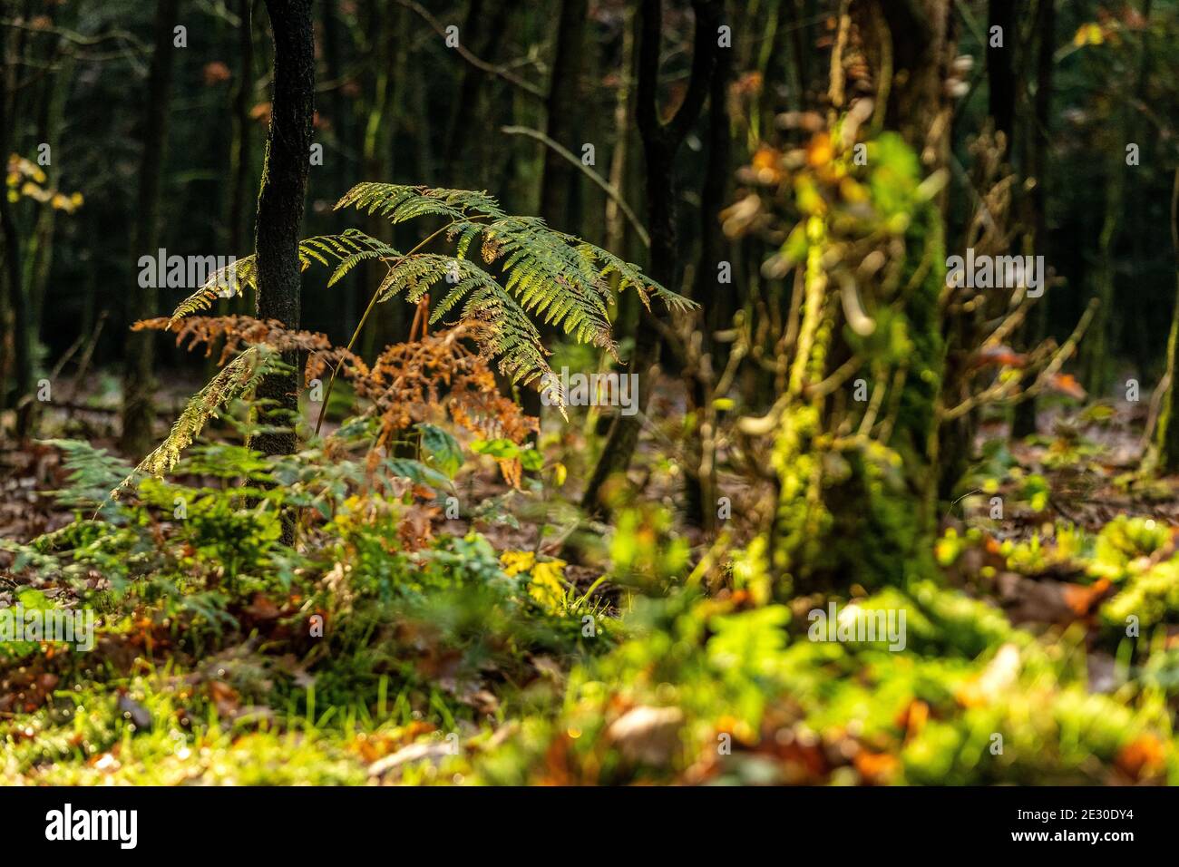 Autumn season scene with atmospheric nature details and macro ...