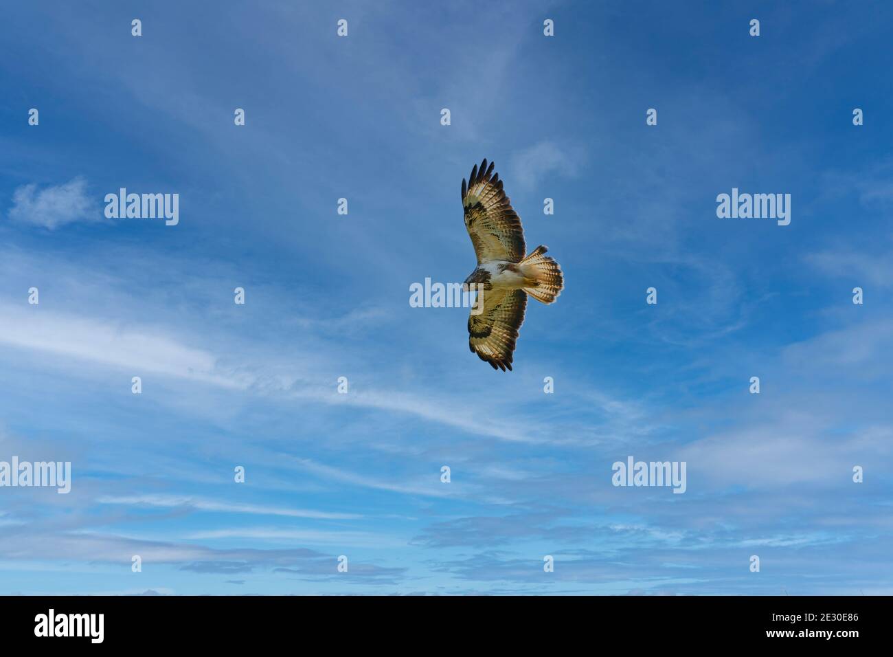 Beautiful adult buzzard eagle, Buteo buteo, in flight with cloudy blue ...