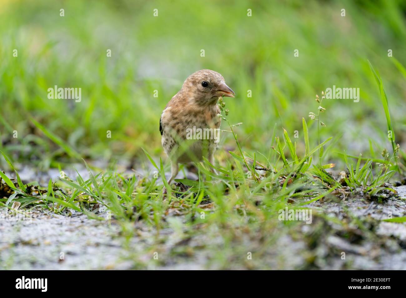 Small Yellow Bird Forest Background High Resolution Stock Photography ...