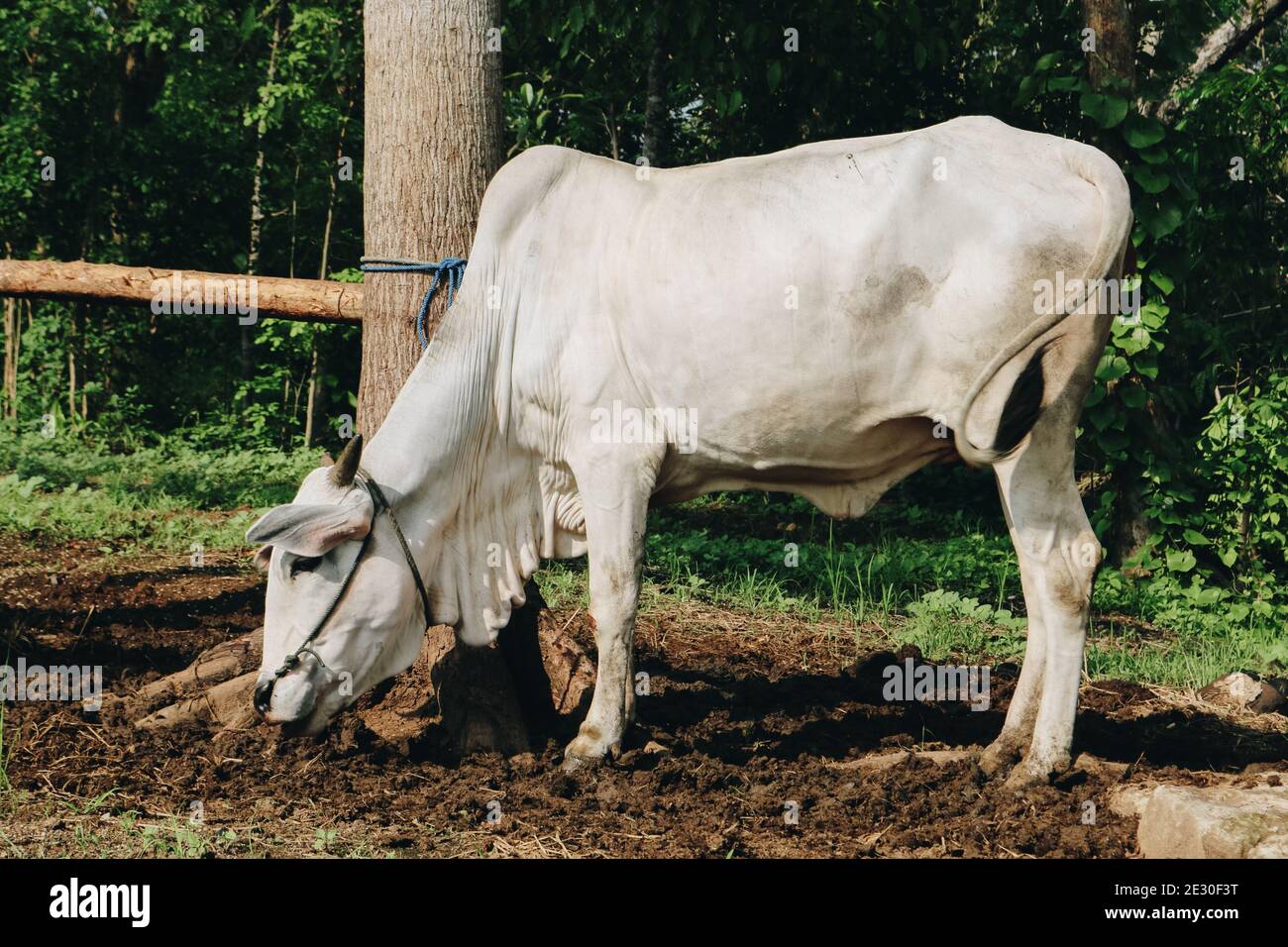 Ongole Crossbred cattle or Javanese Cow or White Cow or Bos taurus is ...