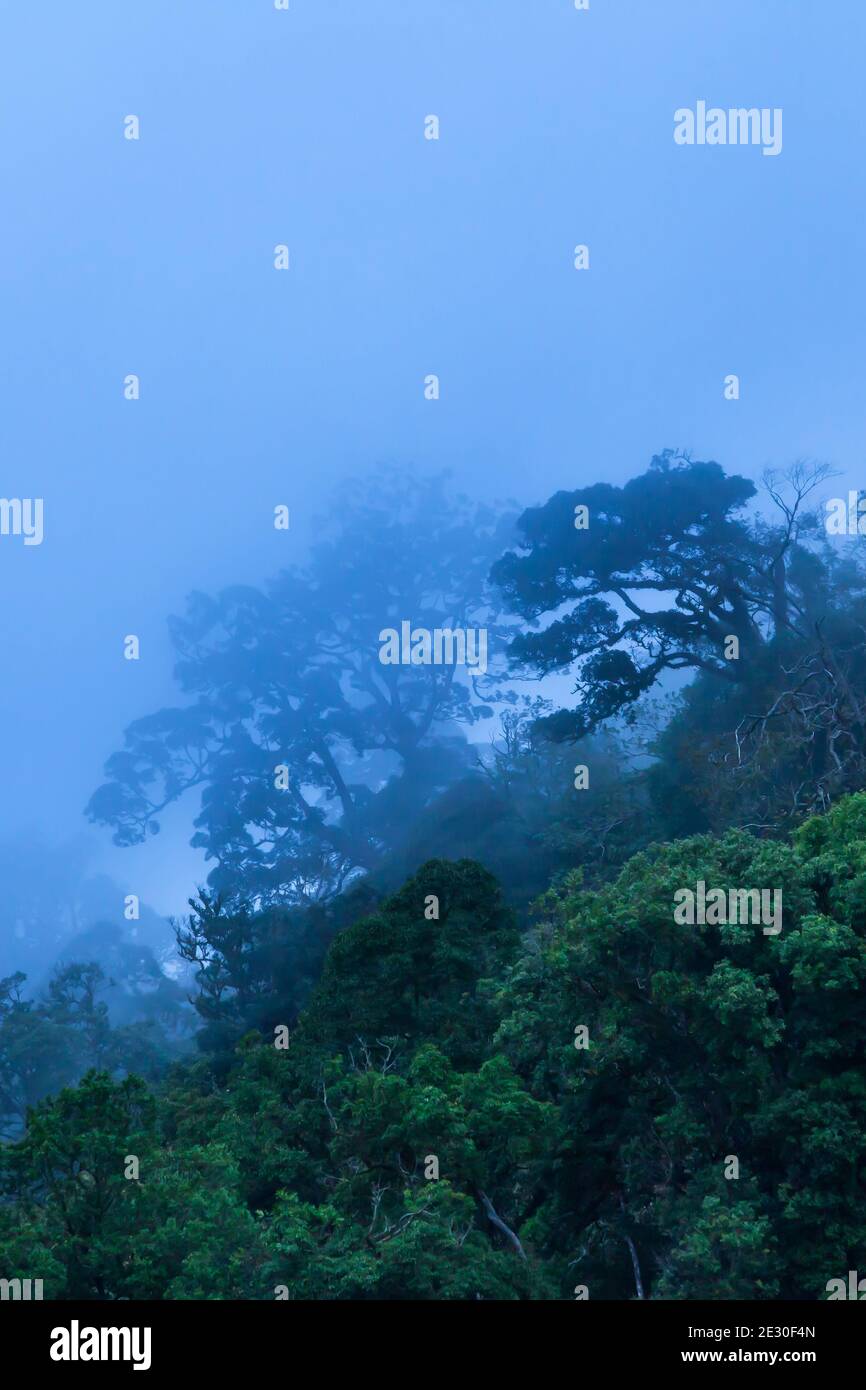 Mystic primeval rainforest in blue misty on a rainy day, abstract shape ...