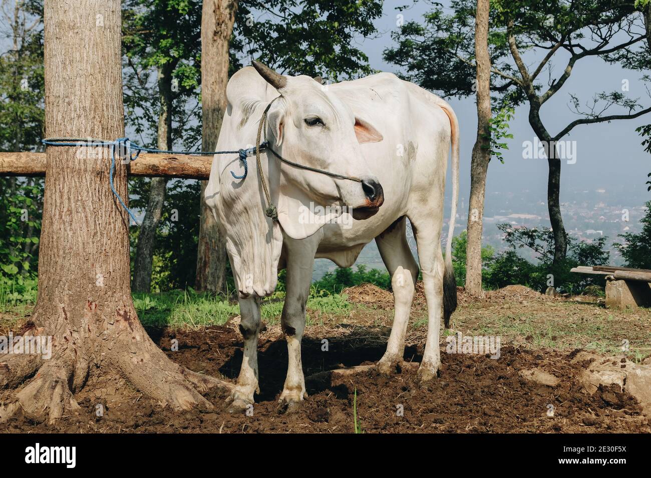 Ongole Crossbred cattle or Javanese Cow or White Cow or Bos taurus is ...