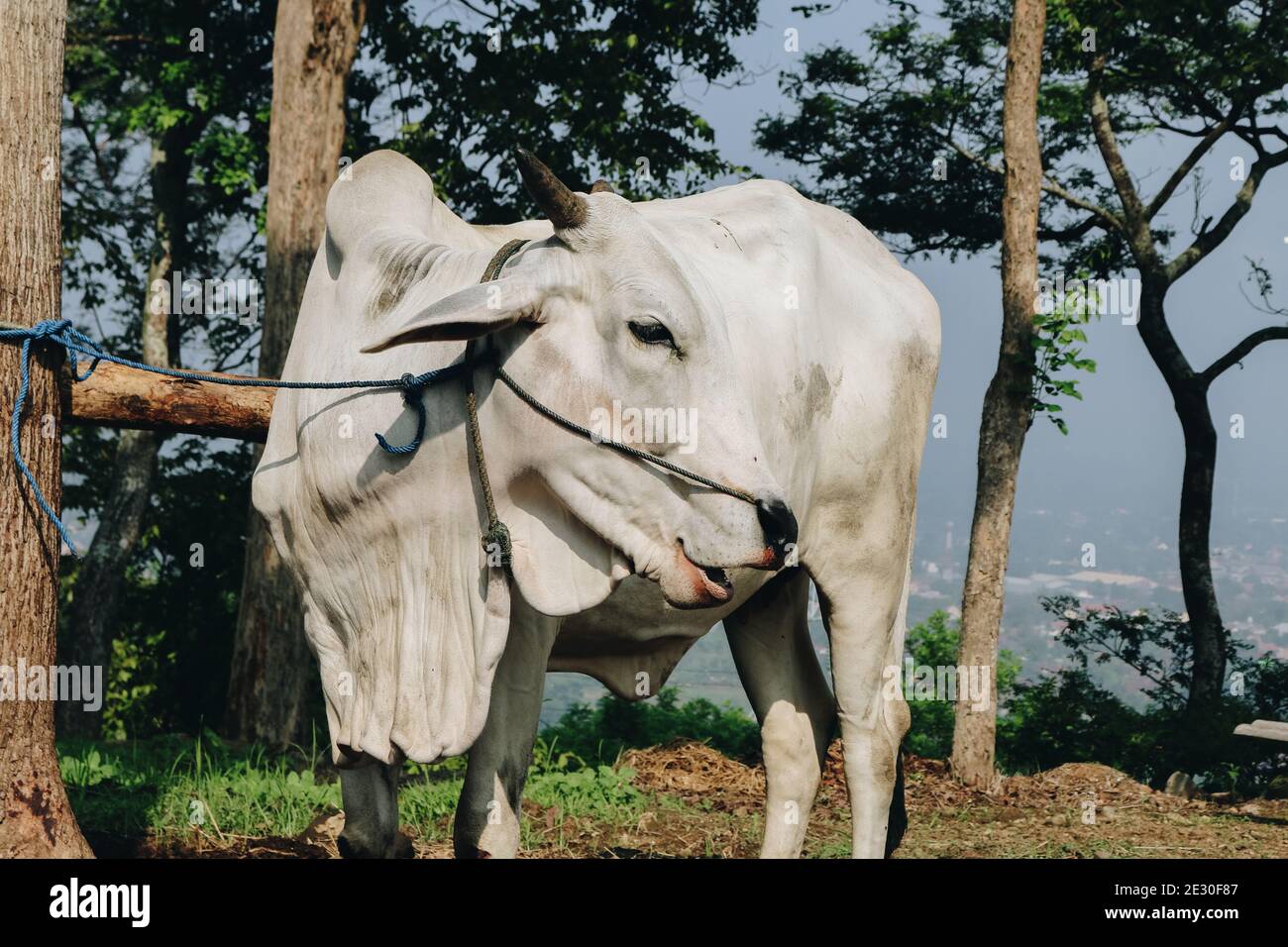 Ongole Crossbred cattle or Javanese Cow or White Cow or Bos taurus is ...