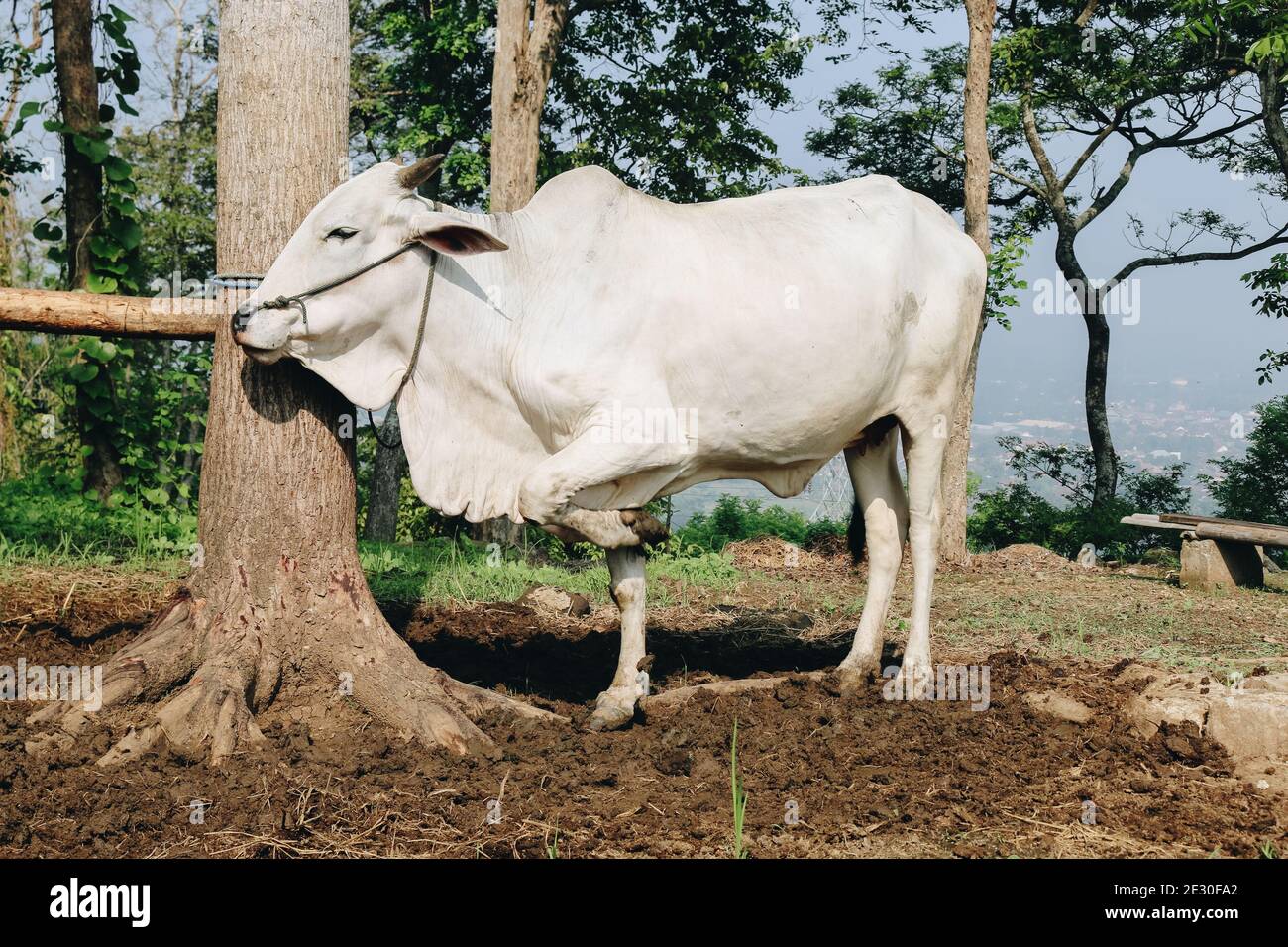 Ongole Crossbred cattle or Javanese Cow or White Cow or Bos taurus is ...