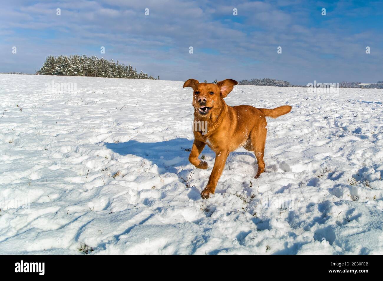 Happy smiling Labrador running. Dog running in the snow on a background ...