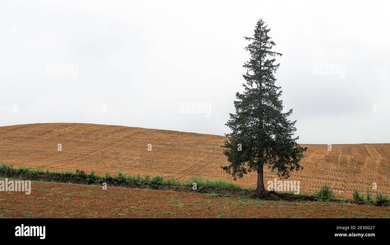 Lone Christmas Tree in Biei, Hokkaido, Japan. The tall spruce tree on a ...