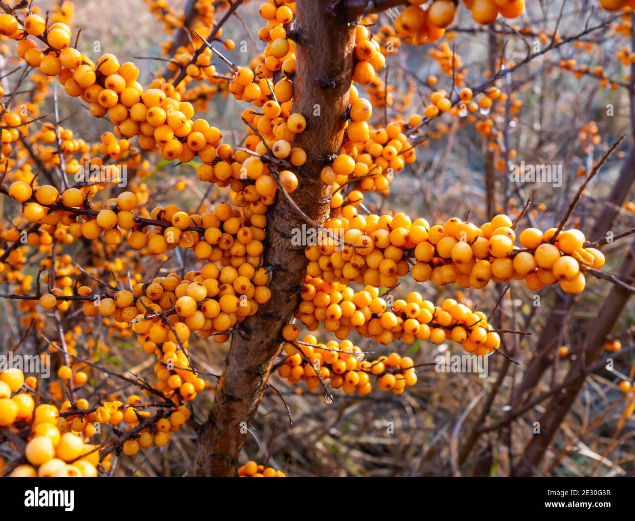 Detail of a Sea Buckthorn plant Hippophae rhamnoides with profuse ...