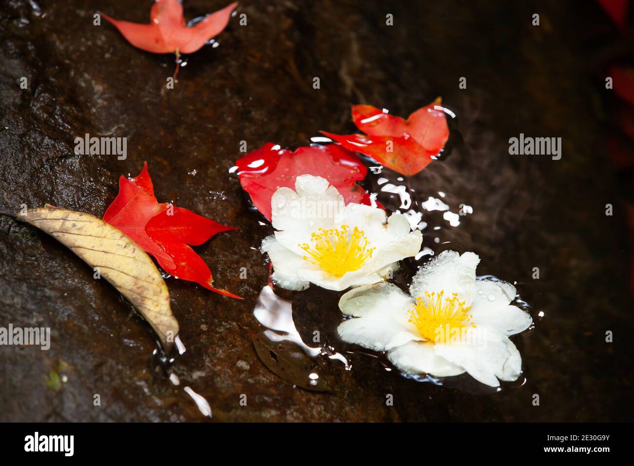 Fried egg tree hi-res stock photography and images - Alamy