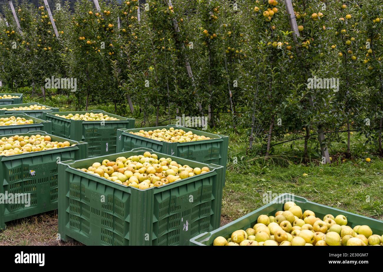 Südtirol apples hi-res stock photography and images - Alamy