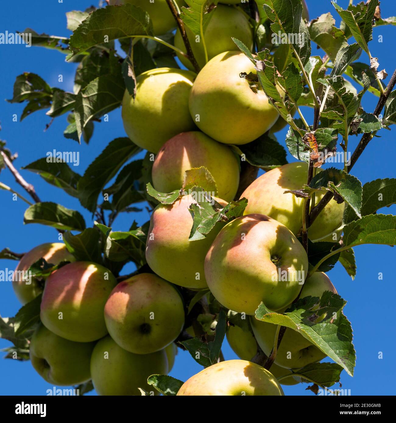 Fresh apples on tree with blue sky with sun in the Dolomites, Italy ...