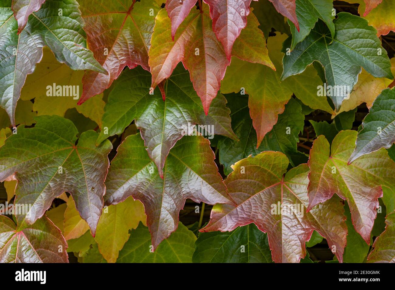Vine in autumn hi-res stock photography and images - Alamy