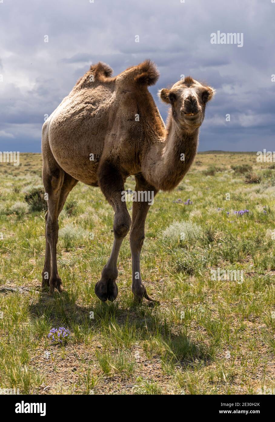Funny camel on the steppe of Mongolia with dark black rainy clouds in ...