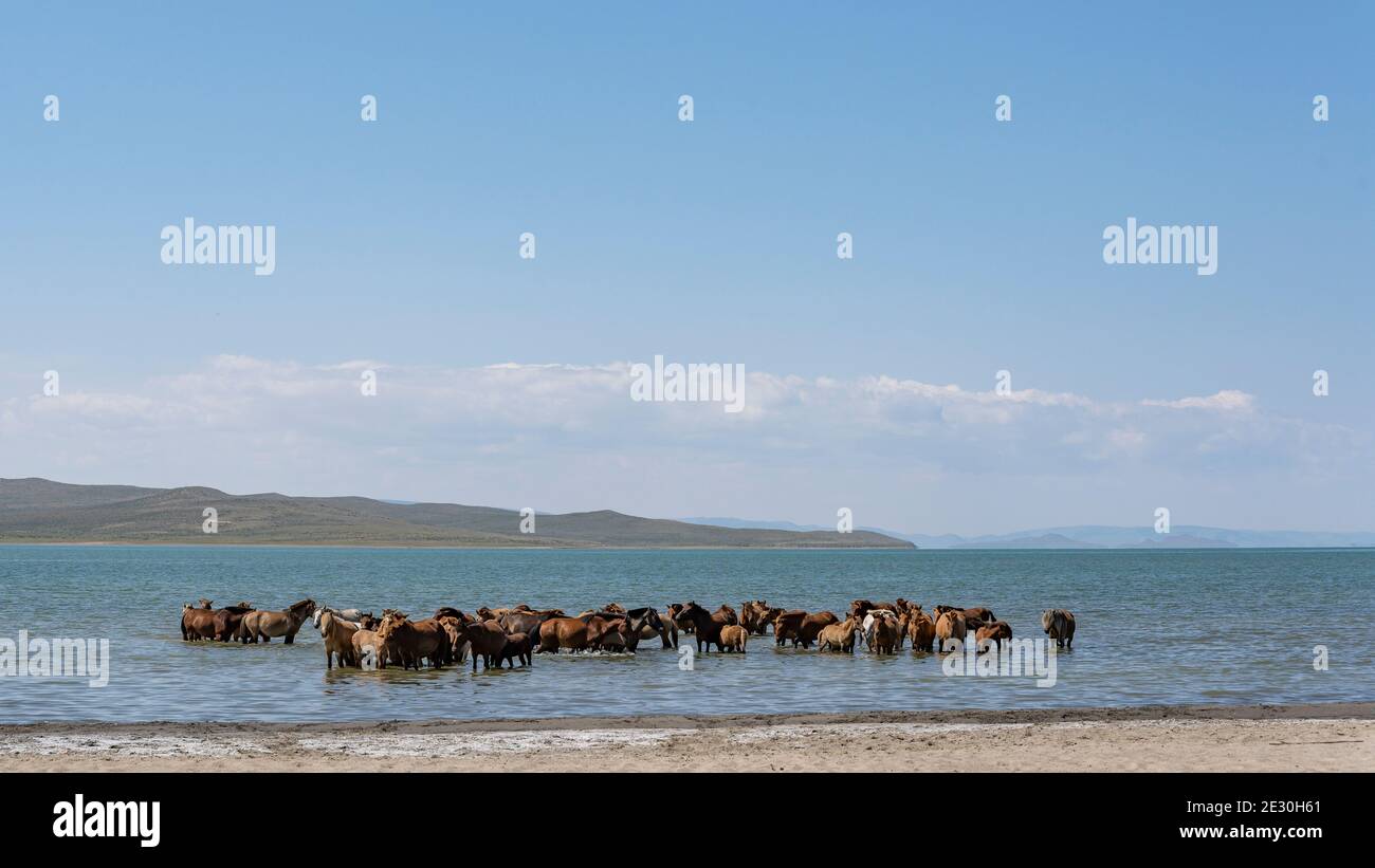A herd of horses in the water in Telmen Lake withe steppe in Mongolia ...