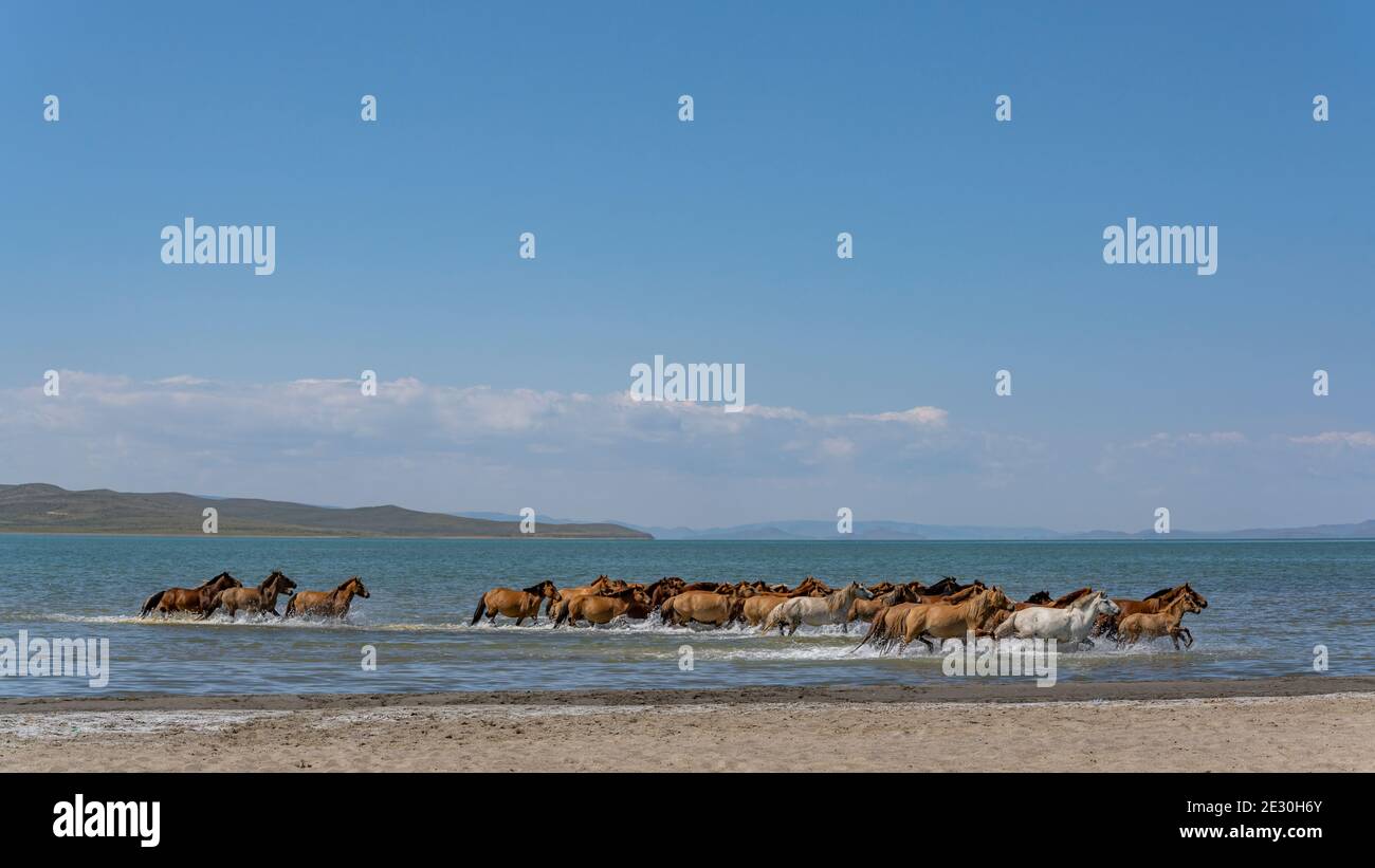 Mongolian wild horse running hi-res stock photography and images - Alamy
